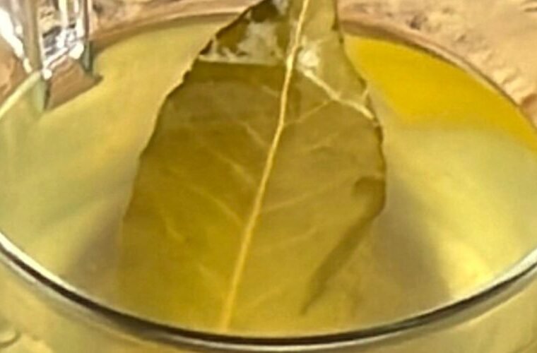Cómo utilizar el laurel en la cocina y más allá: desde aceites ...