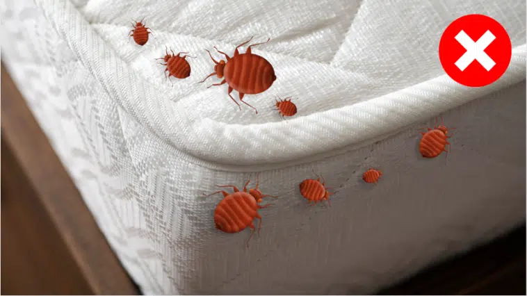 Chinches de cama: 6 formas de proteger el colchón de una infestación ...